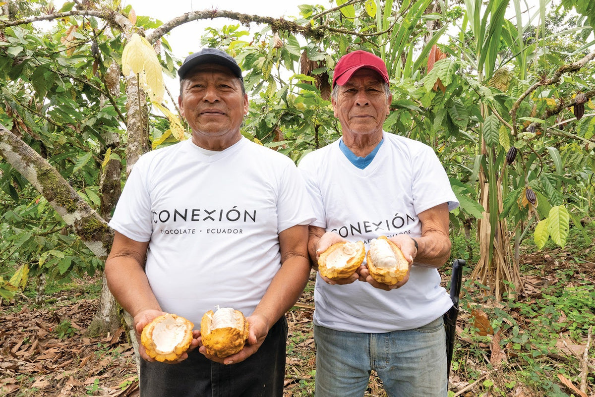 Unraveling the Cocoa Crisis: Why is Chocolate so Expensive in 2024 ...